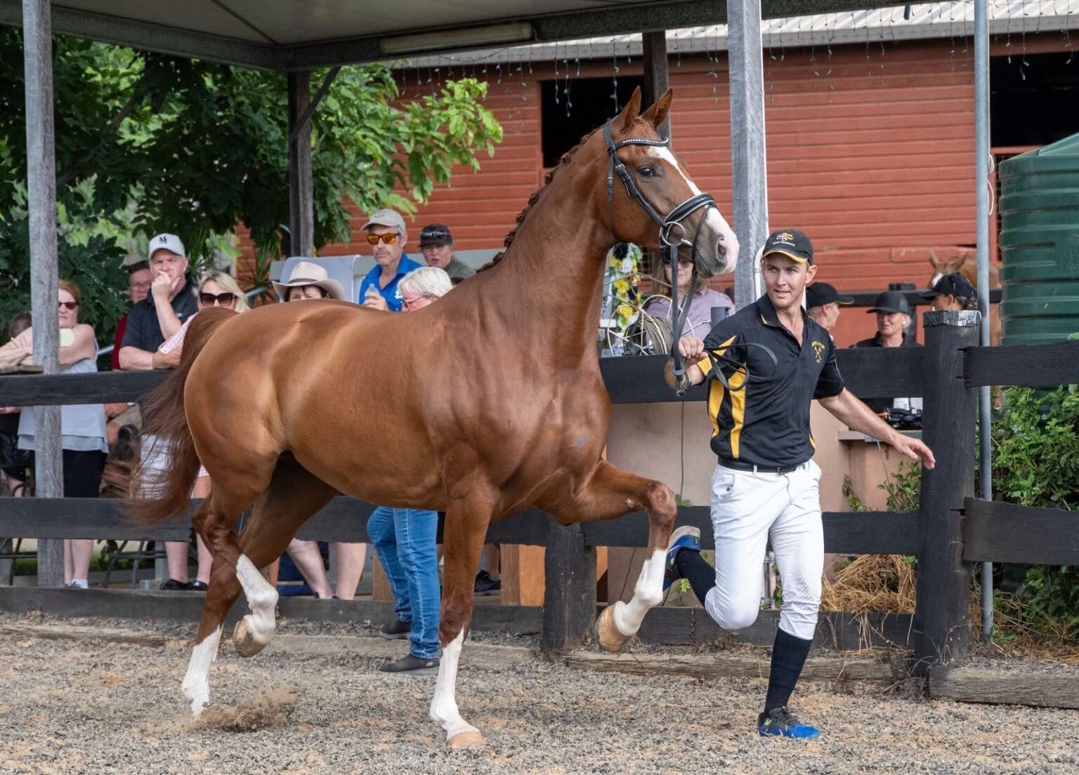 Mare Classification and Studbook Entry - Hanoverian Horse Society of ...